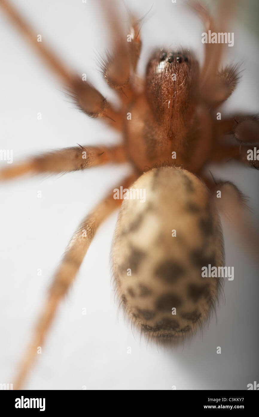 Spider bodies hi-res stock photography and images - Alamy