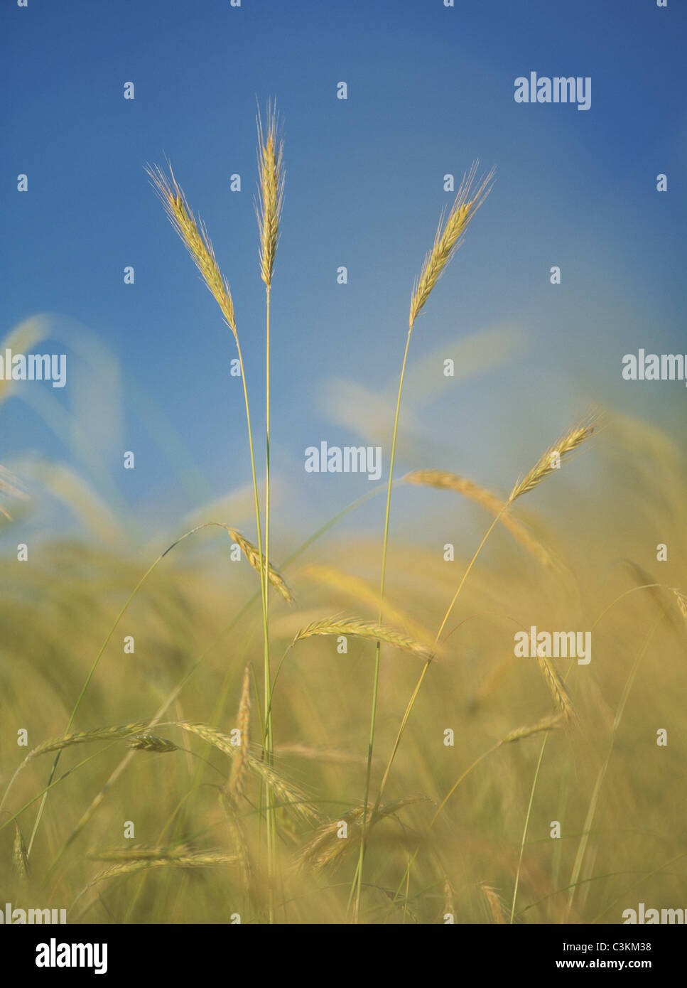 Rye plain hi-res stock photography and images - Alamy