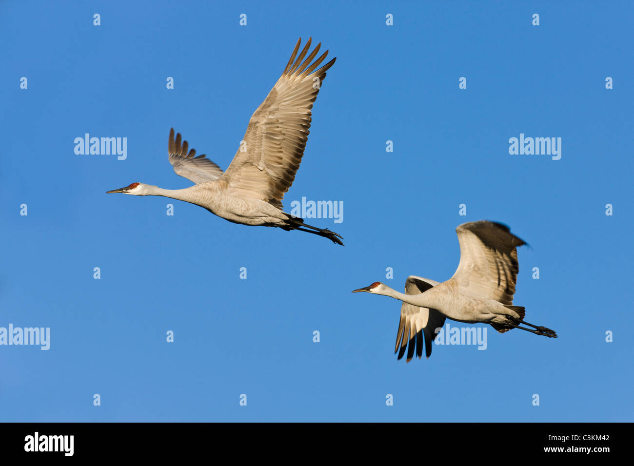 Two sandhill cranes flying against clear sky Stock Photo - Alamy