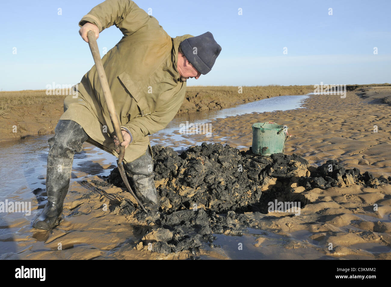 Traditional digging for Lugworms, arenicola marina, to be used for sea ...