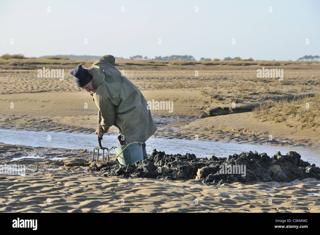 Traditional digging for Lugworms, arenicola marina, to be used for sea ...