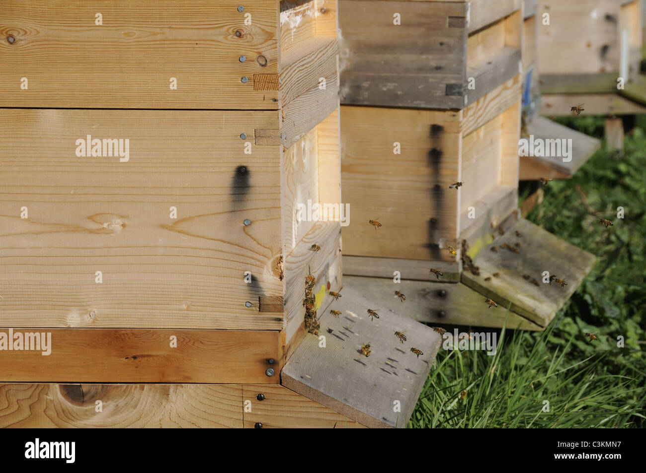 Pollinating insects & Beekeeping, bee hives with bees active around ...