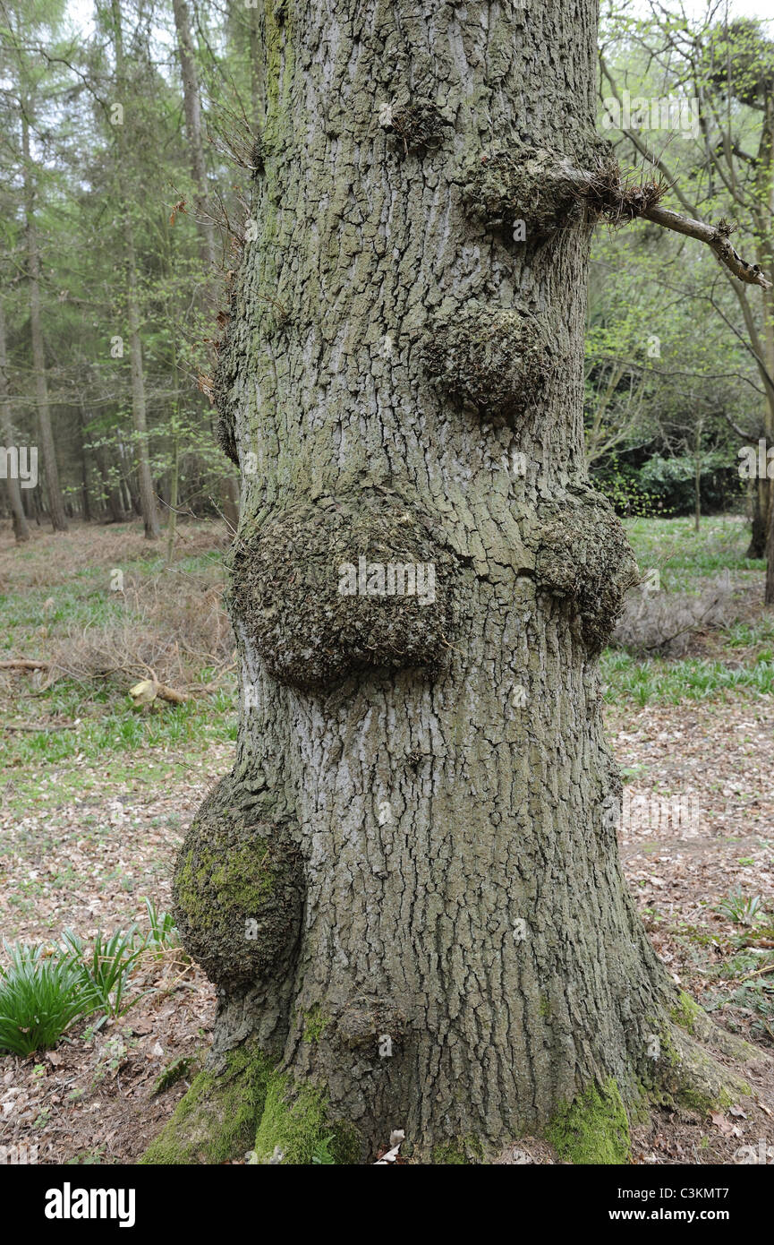 Burr oak trunk hi-res stock photography and images - Alamy