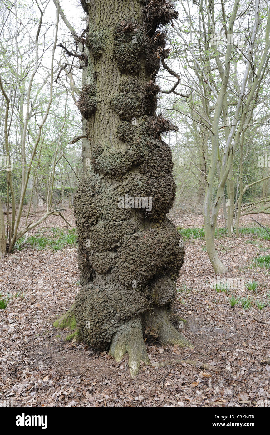 English or Pendunculate Oak, quercus robur, trunk showing swollen "burr ...