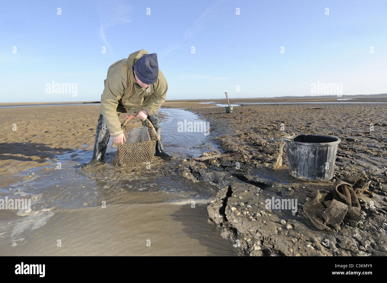 Traditional collecting of edible cockles, cardium edule, rinsing ...