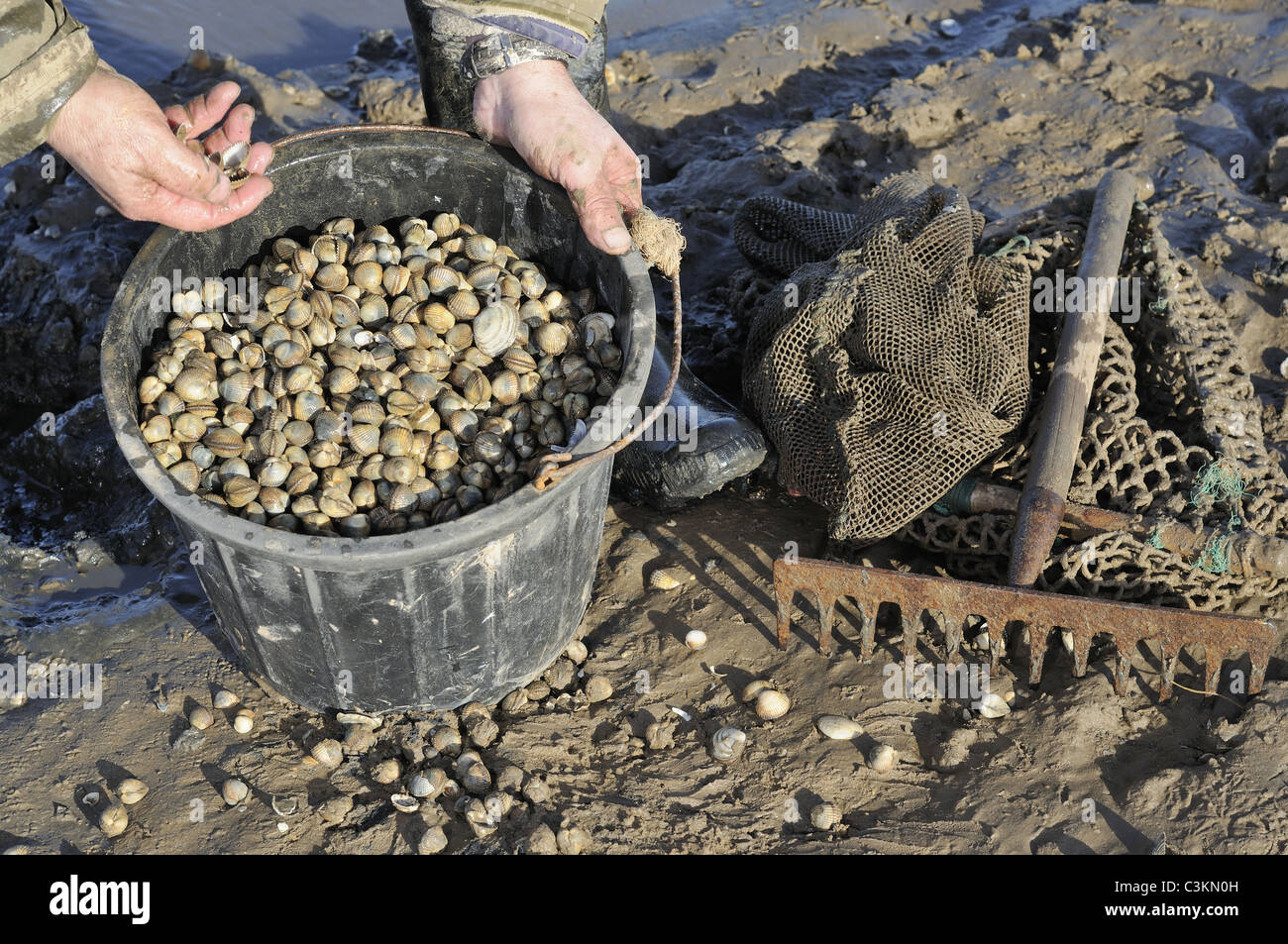 Bucket of fresly collected edible cockles, cardium edule, North Norfolk ...