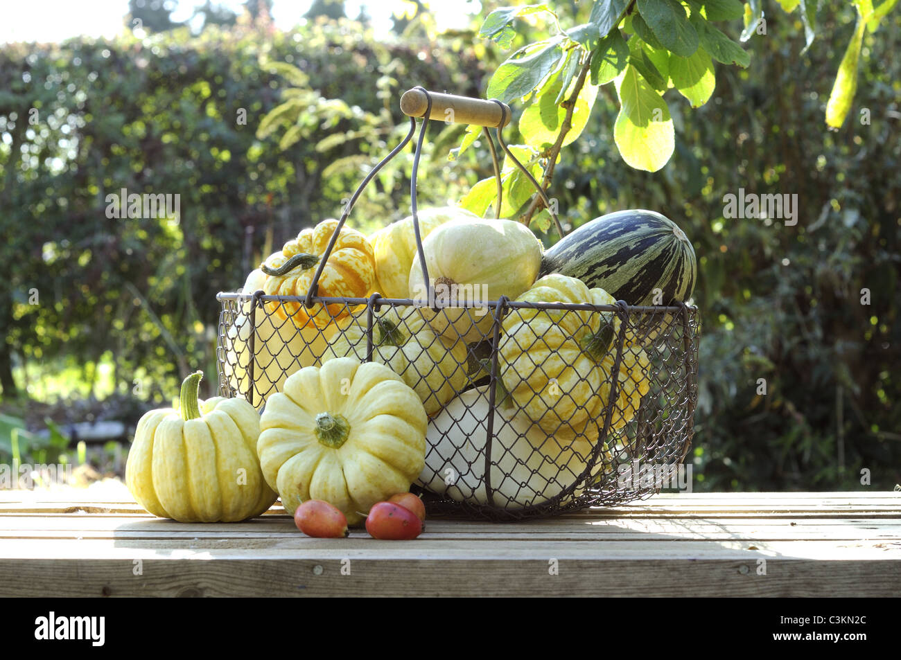 Rustic wire trug on garden table with collection of Autumn squashes ...