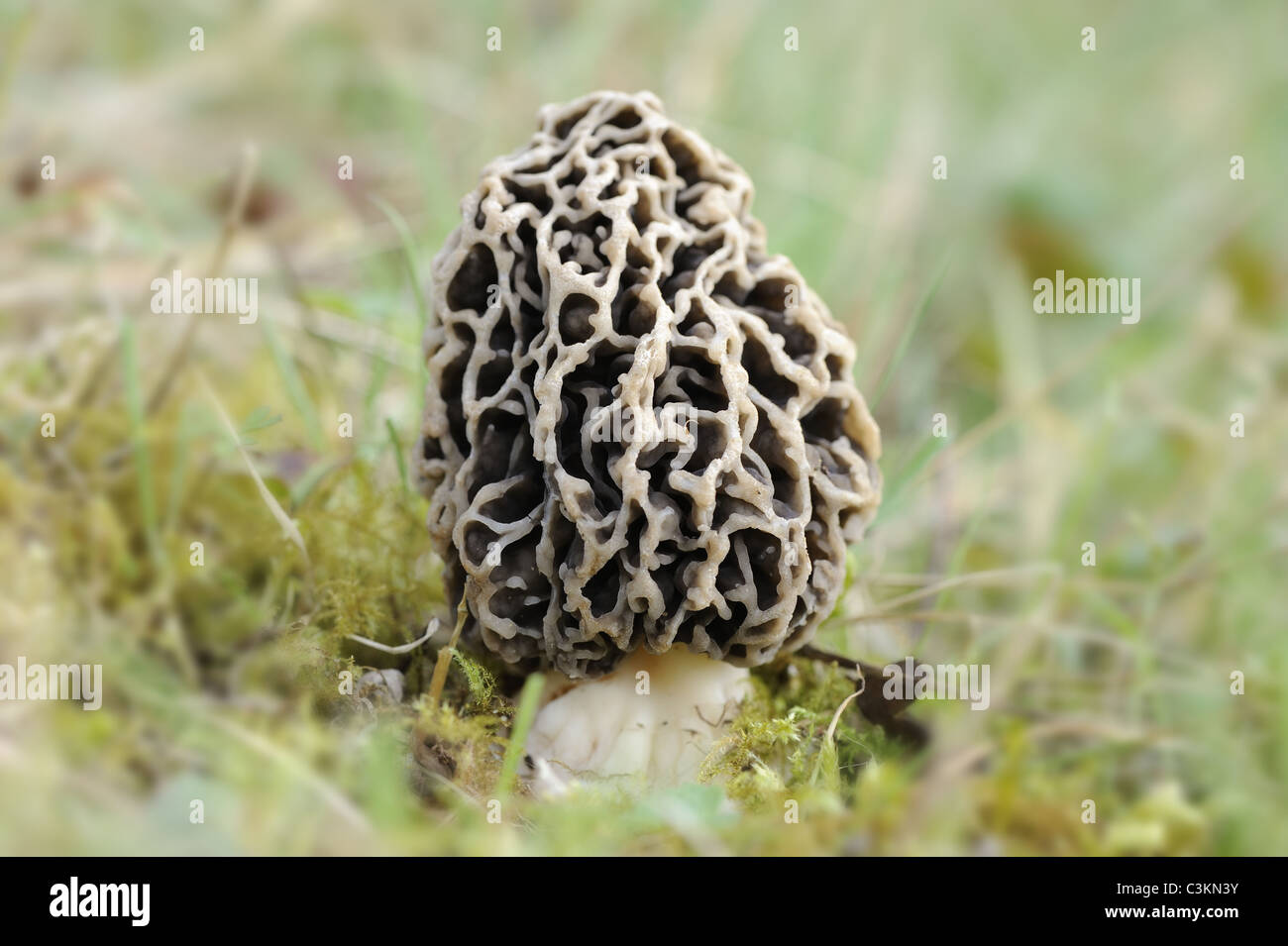 Edible fungi, Common Morel, morcella esculenta, Norfolk, England ...