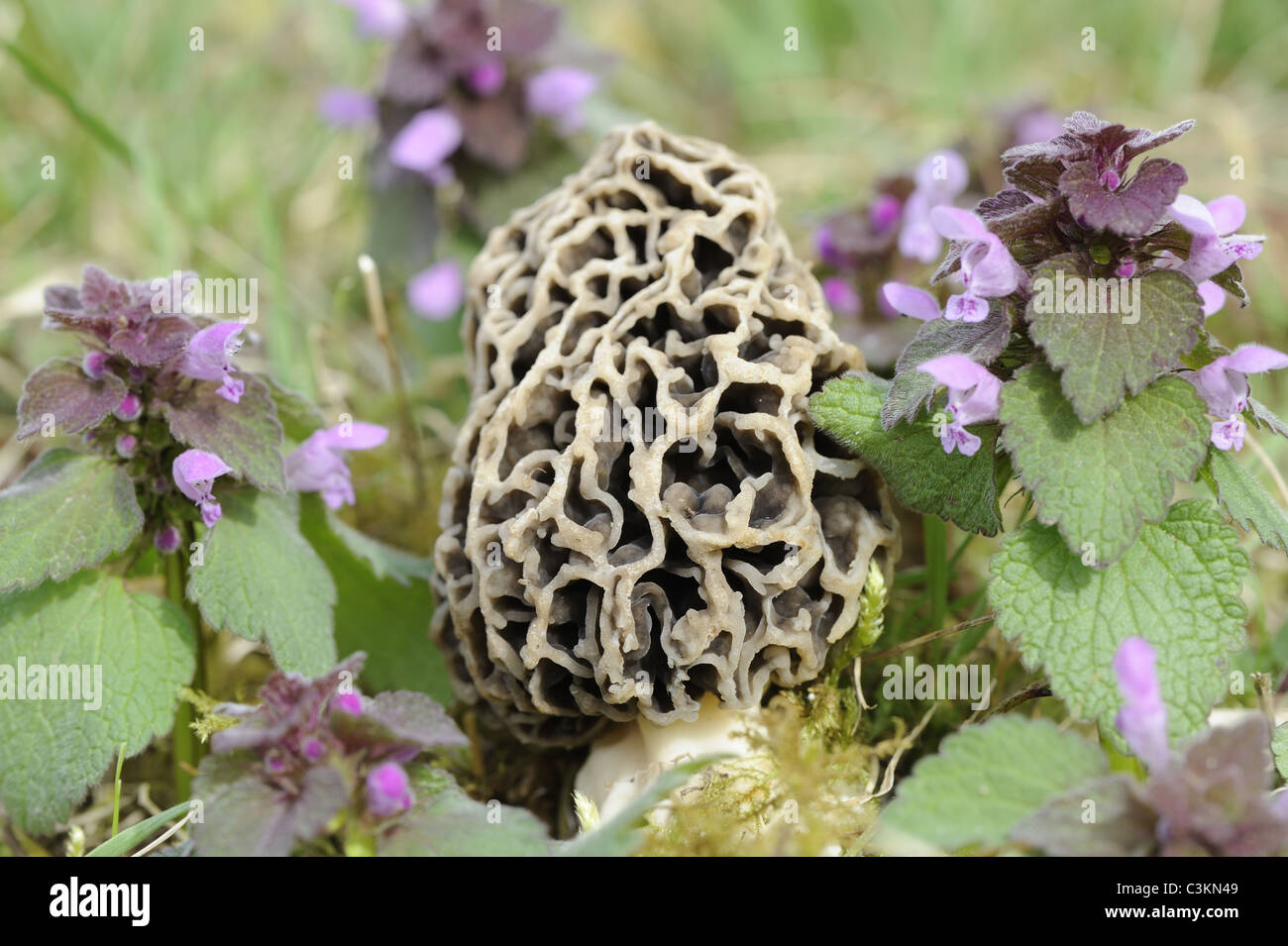 Morcella hi-res stock photography and images - Alamy