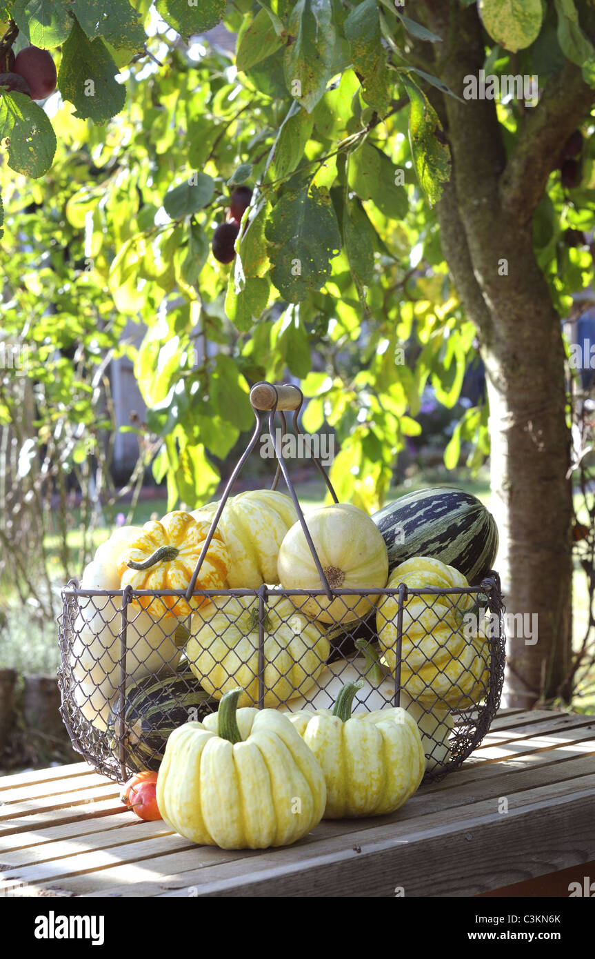 Rustic wire trug on garden table with collection of Autumn squashes ...