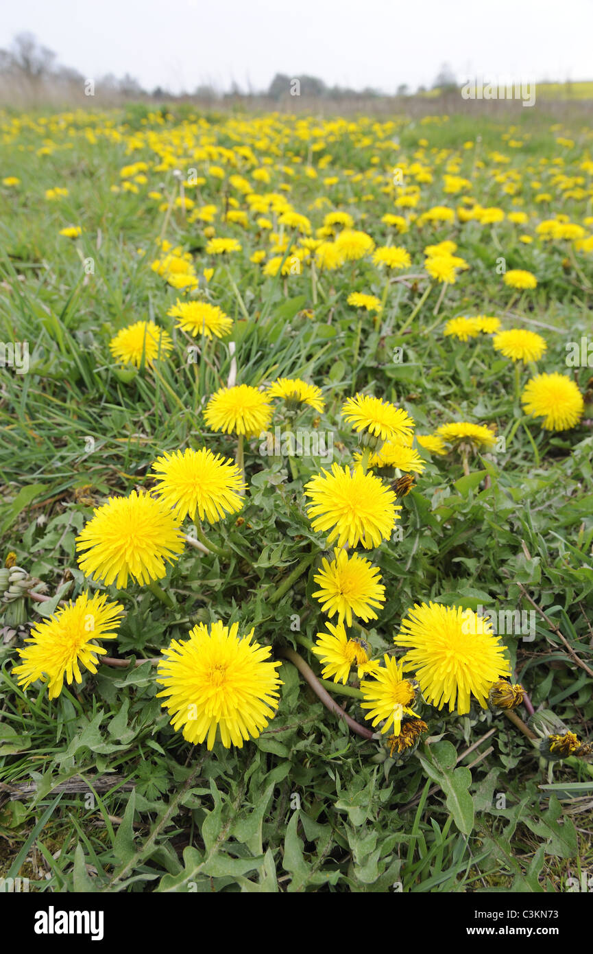 Common Dandelion, taraxacum officinale, large group growing on rough ...