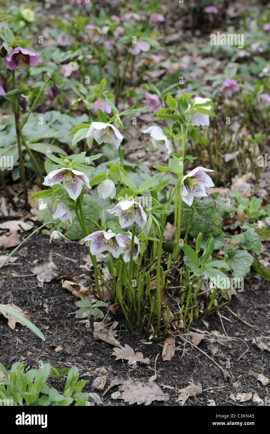 Hellebore, helleborus ranunculaceae orientalis planted in garden border ...