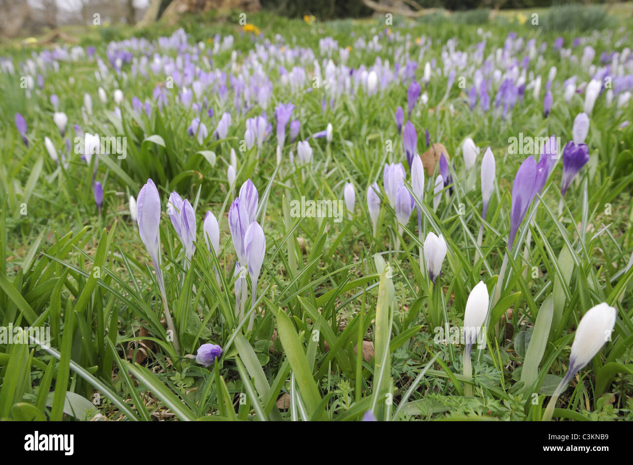 Massed planting of spring crocus on large lawn, Norfolk, UK, March ...