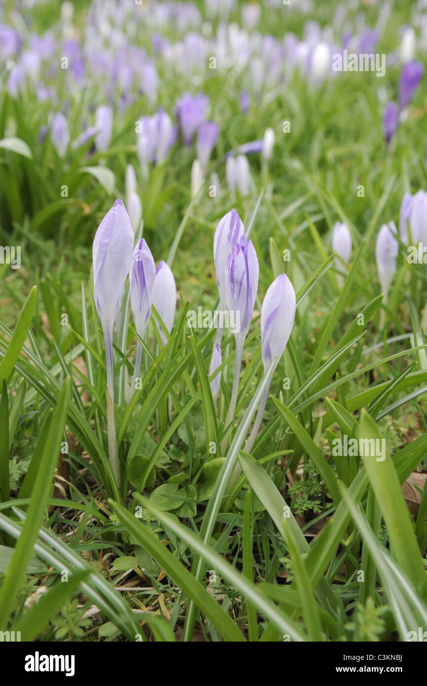 Massed planting hi-res stock photography and images - Alamy