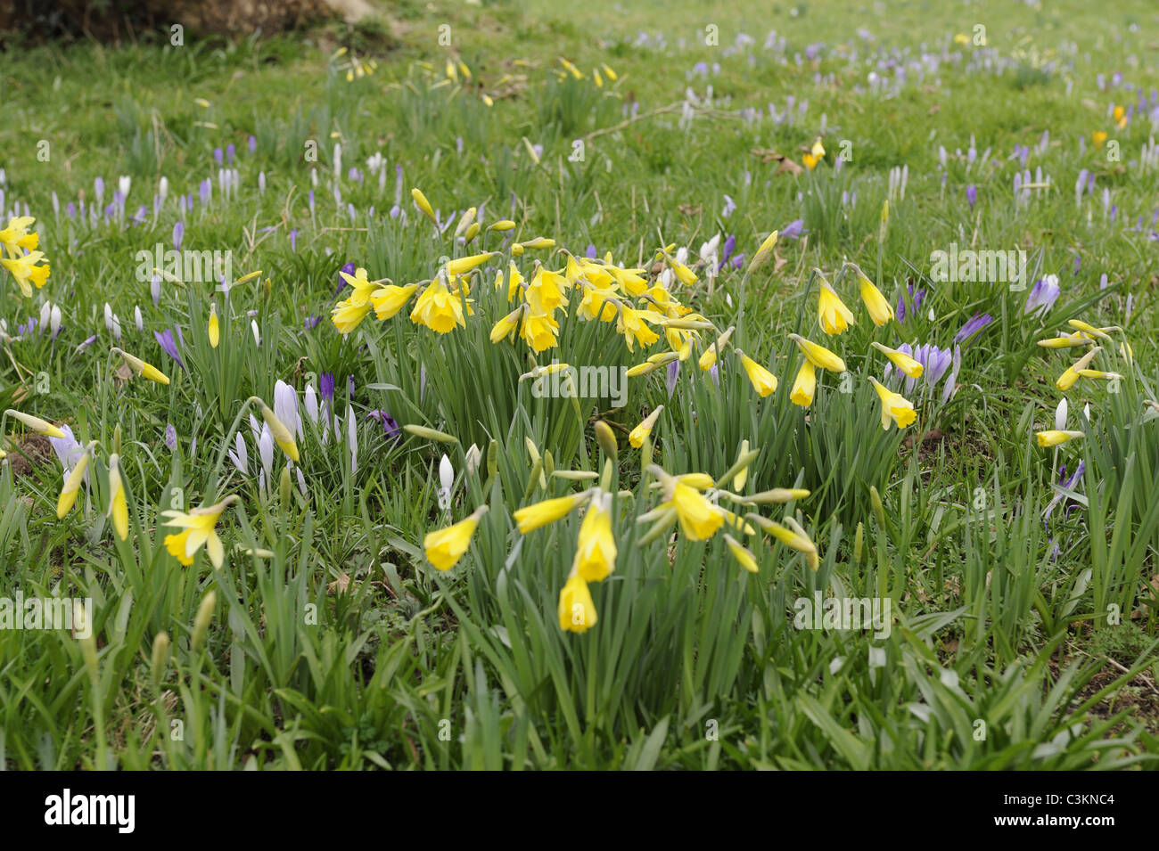 Naturalised planting, Spring flowers, daffodils and crocus on a large ...