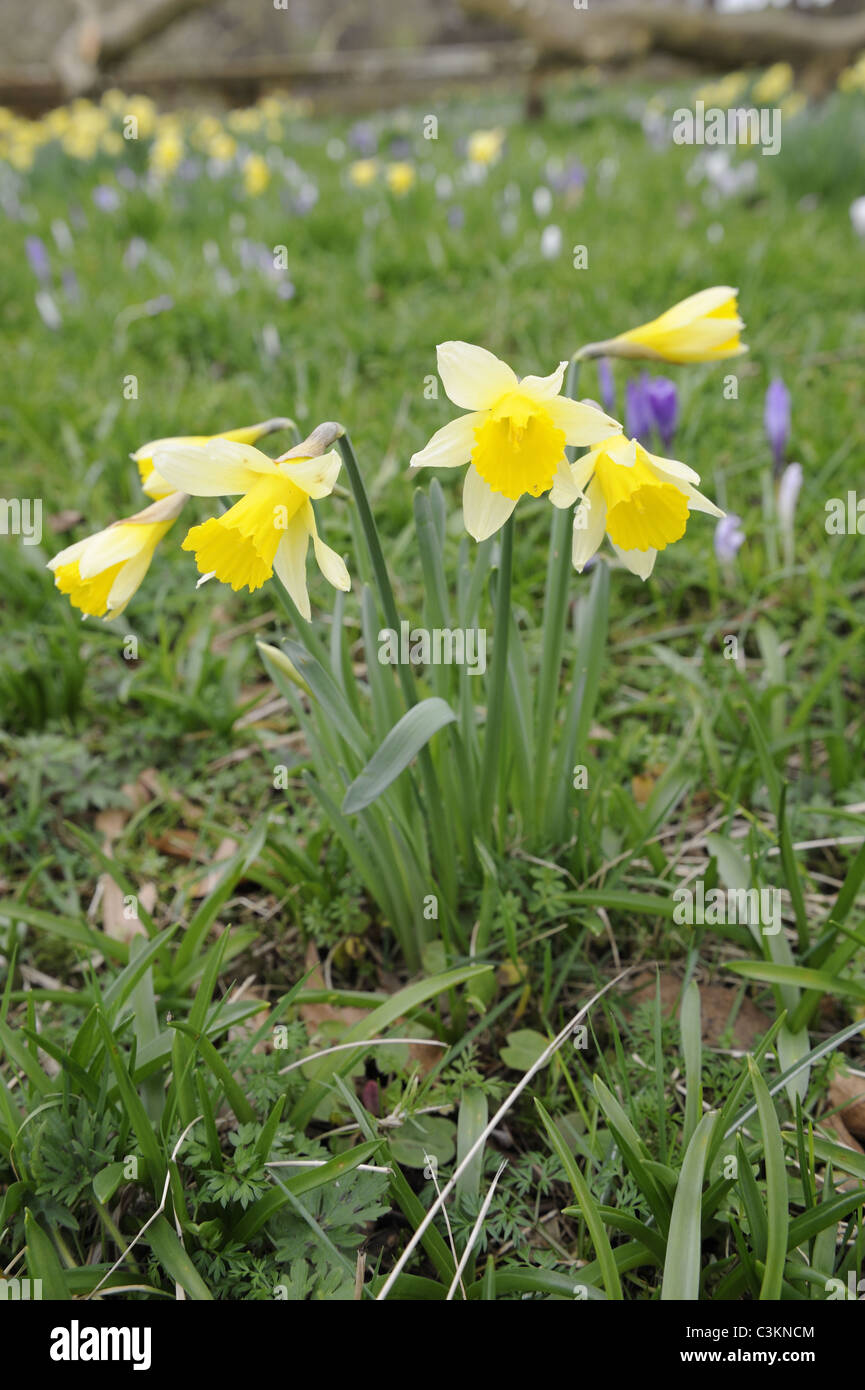 Naturalised planting, Spring flowers, daffodils and crocus on a large ...