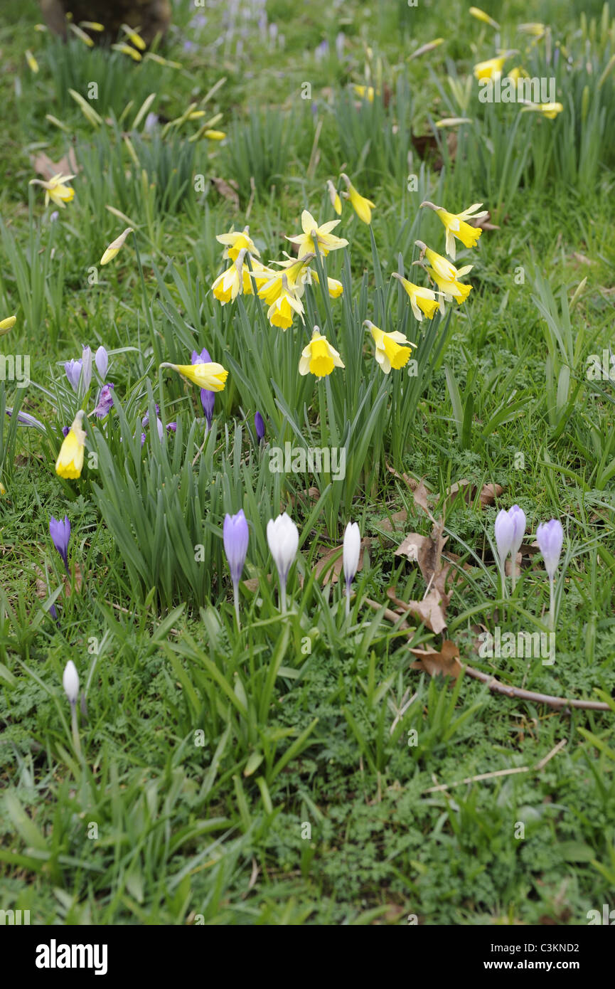 Naturalised crocus daffodils hi-res stock photography and images - Alamy
