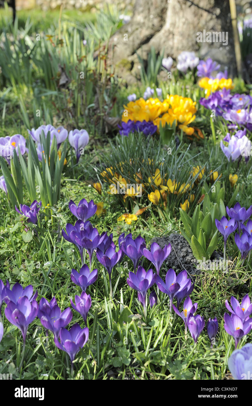 Naturalised planting, Spring flowers, crocus display on a lawn, Norfolk ...