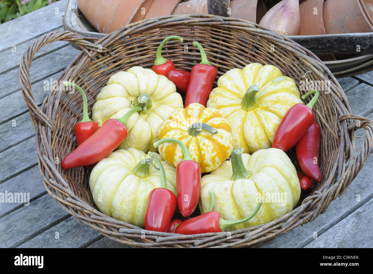 Rustic basket on garden table with collection of Autumn squashes and ...