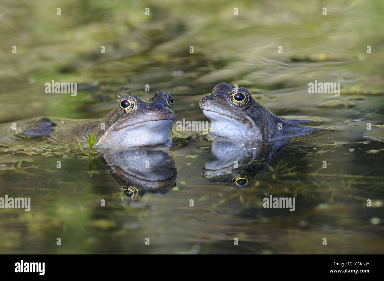 Garden wildlife, Frogs, common frog, (rana temporaria) two adult males ...