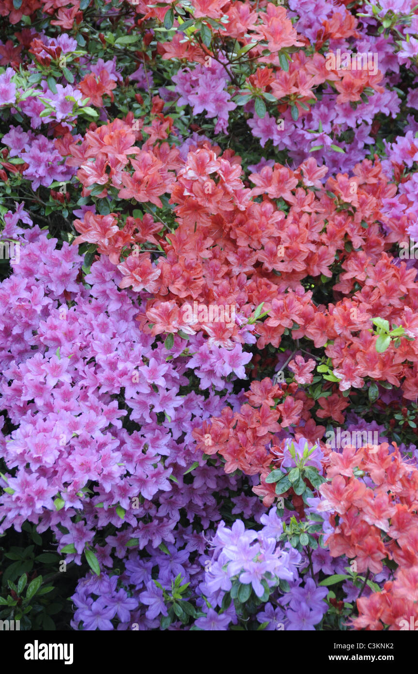garden azaleas in full bloom Stock Photo - Alamy