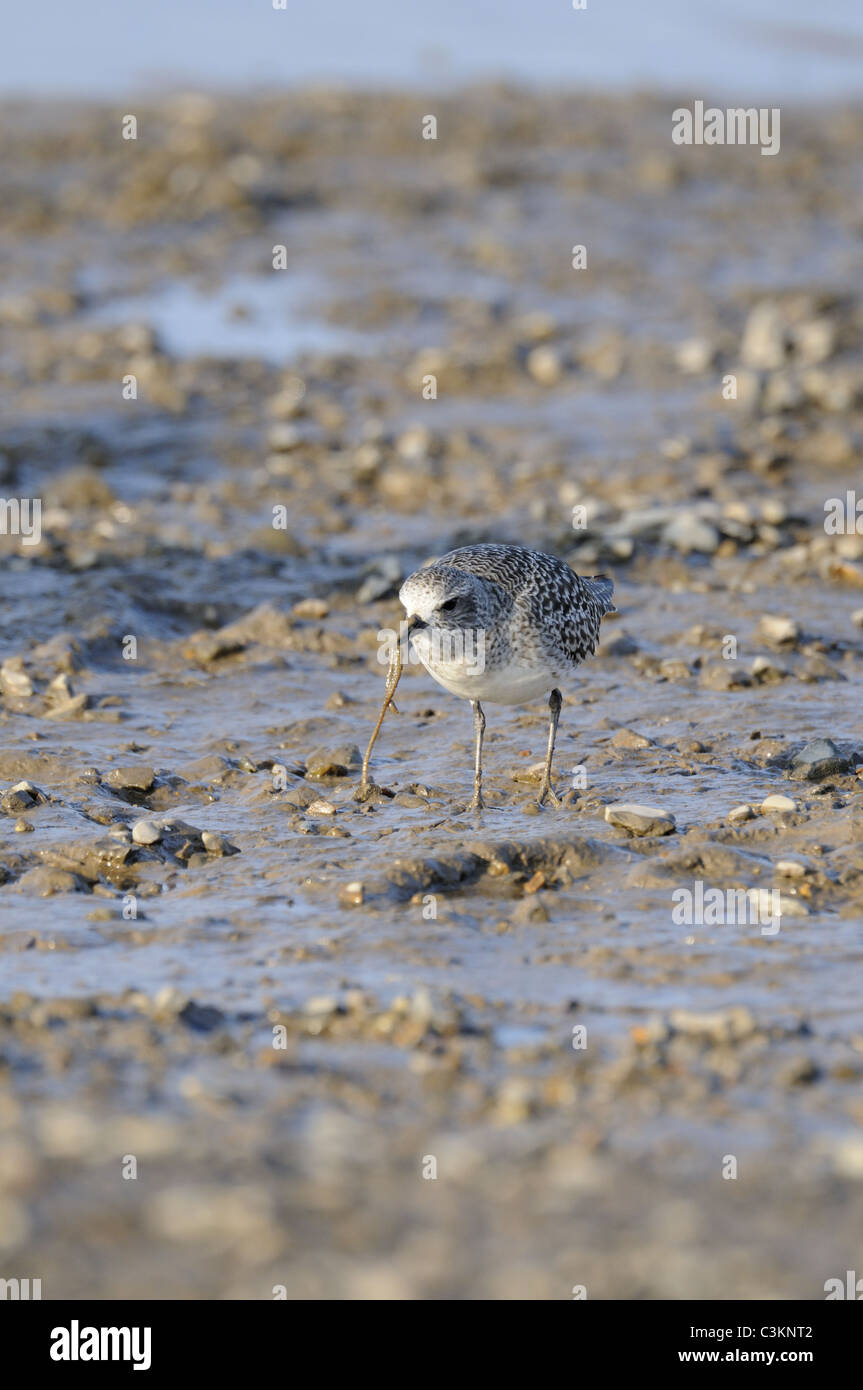 Grey plover estuary hi-res stock photography and images - Alamy