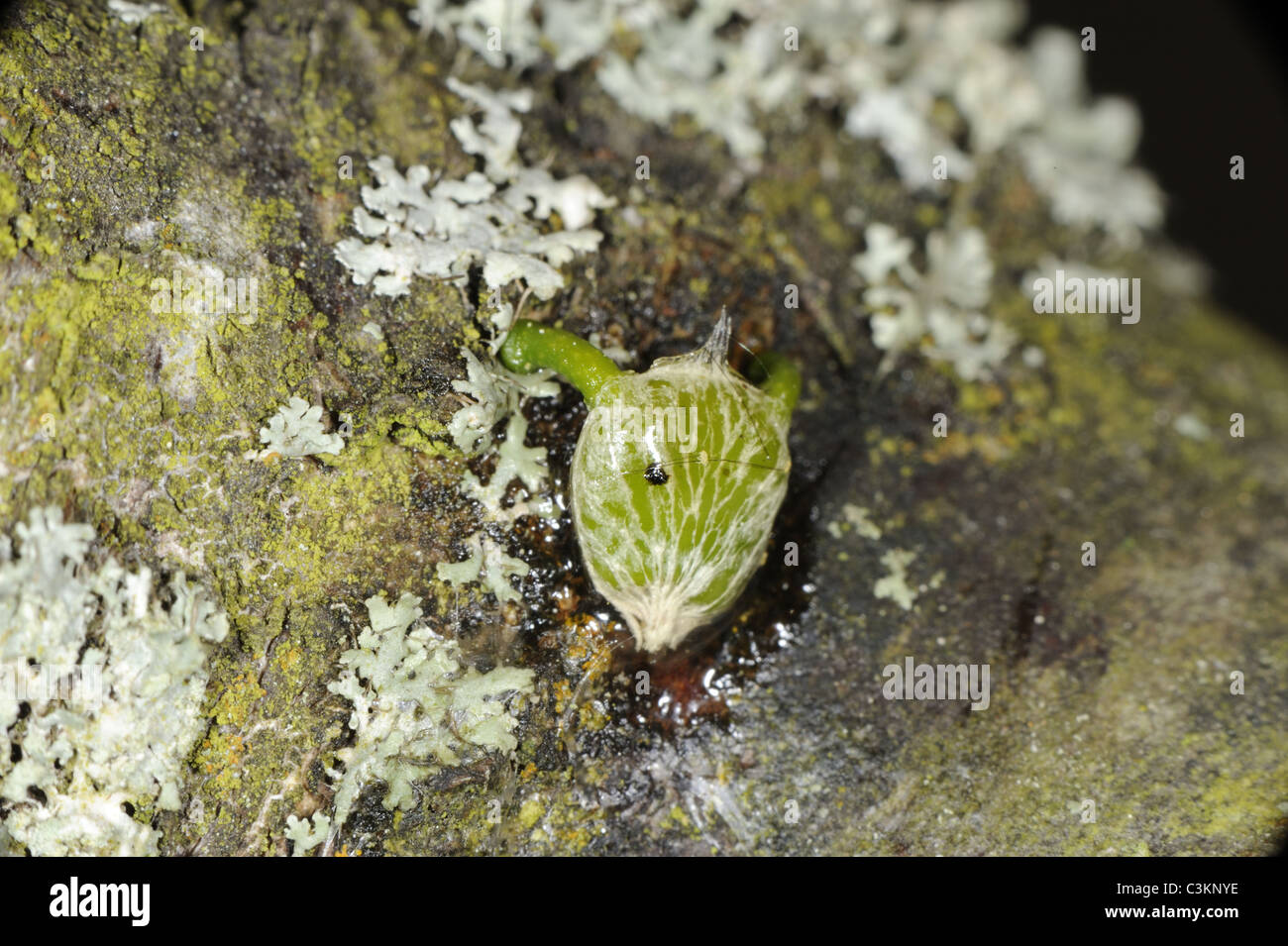 Mistletoe seed hi-res stock photography and images - Alamy