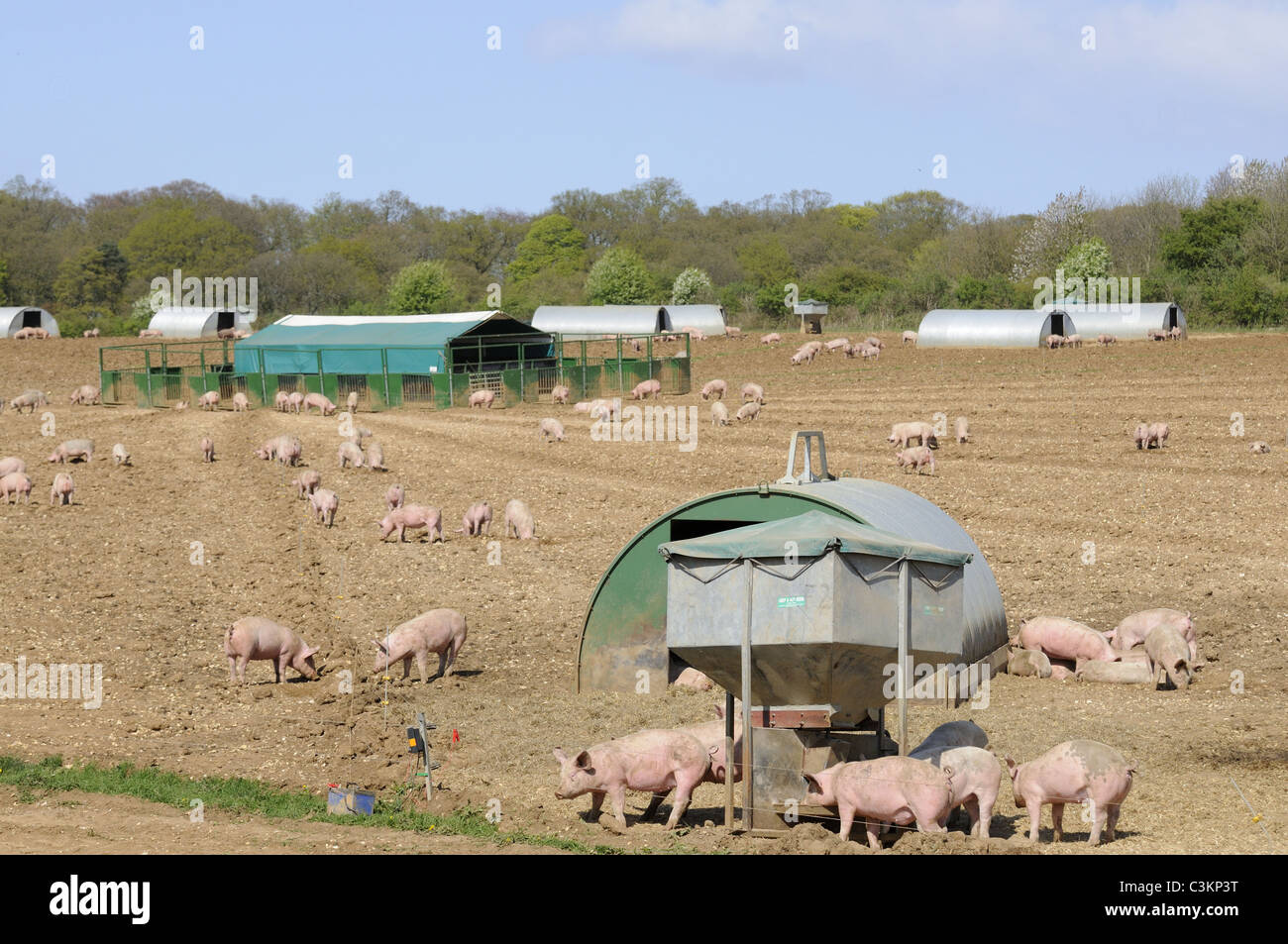 Pig farming, pigs for fattening in enclosure with pens and arks on ...