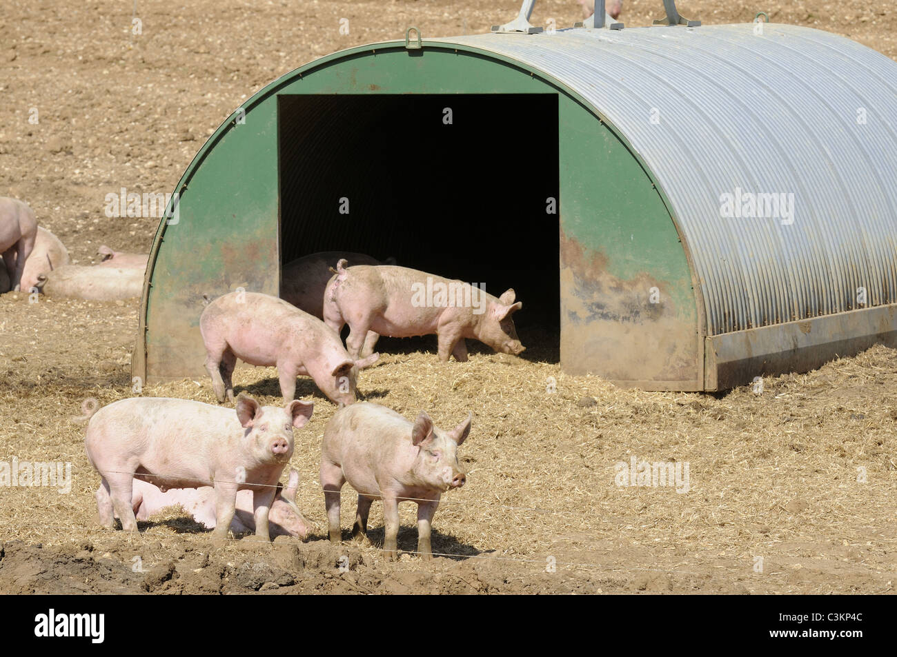 Pig farming, pigs for fattening in enclosure with ark on arable ...