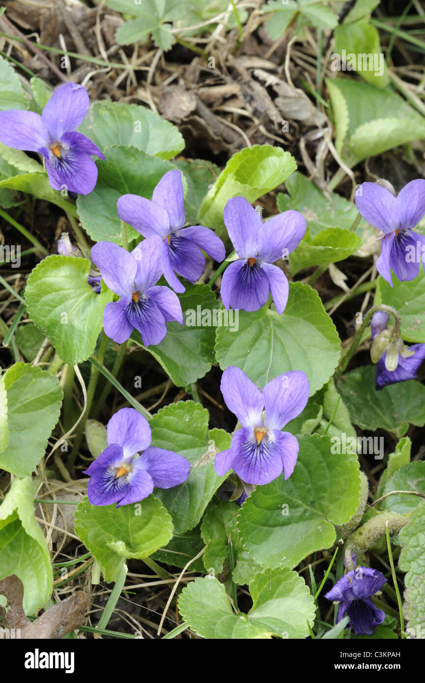 Wildflowers, Sweet Violet, viola odorata, close up view of bloms in ...