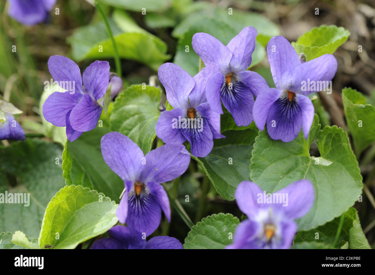 Wildflowers, Sweet Violet, viola odorata, close up view of blooms in ...
