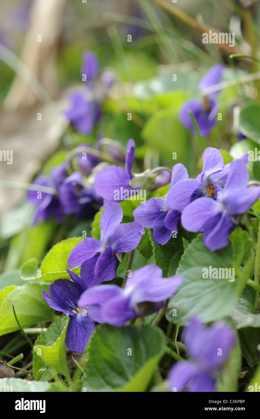 Wildflowers, Sweet Violet, viola odorata, close up view of blooms in ...