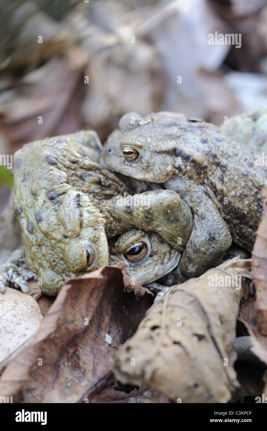 Animals mating hi-res stock photography and images - Alamy