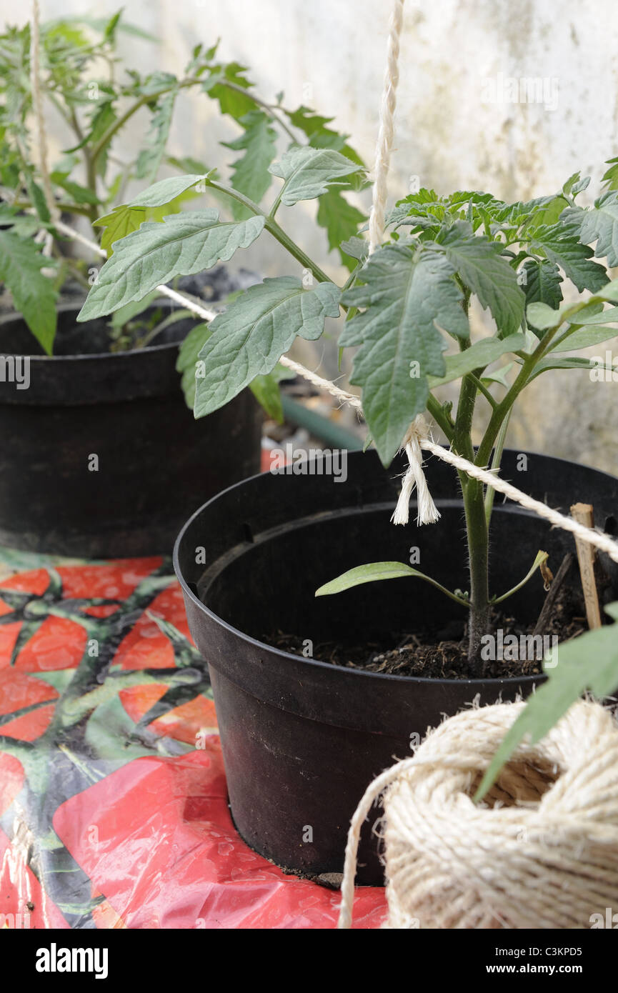training greenhouse tomatoes Stock Photo - Alamy