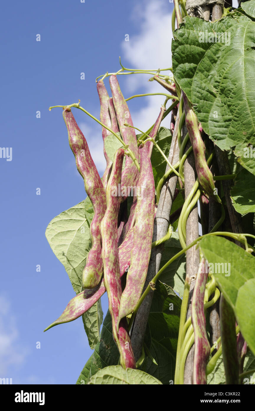 Borlotti beans, 'solista' growing up cane wigwam, Uk, August Stock ...