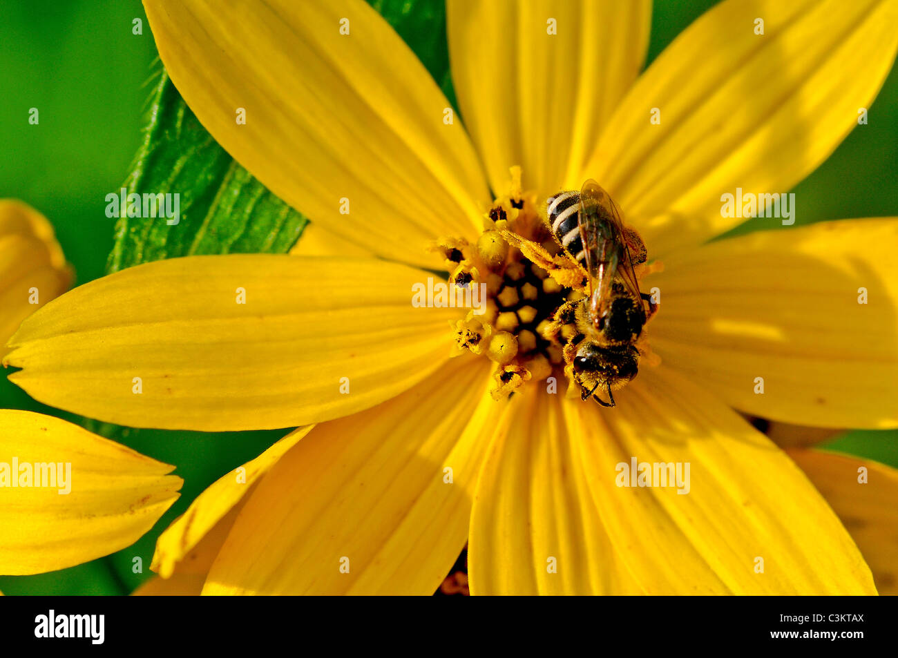 Bee flower pollen legs hi-res stock photography and images - Alamy