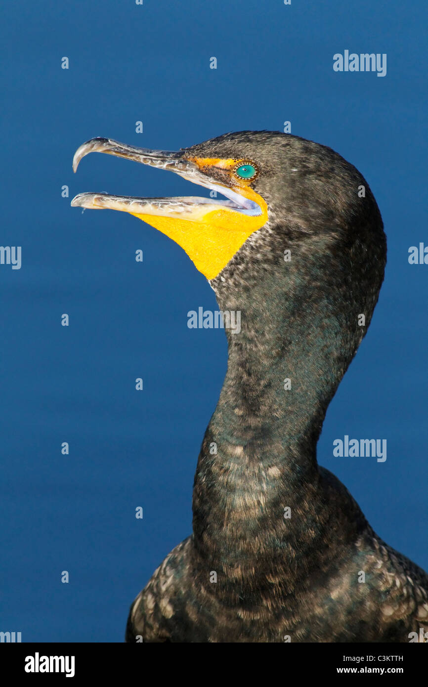 American cormorant hi-res stock photography and images - Alamy