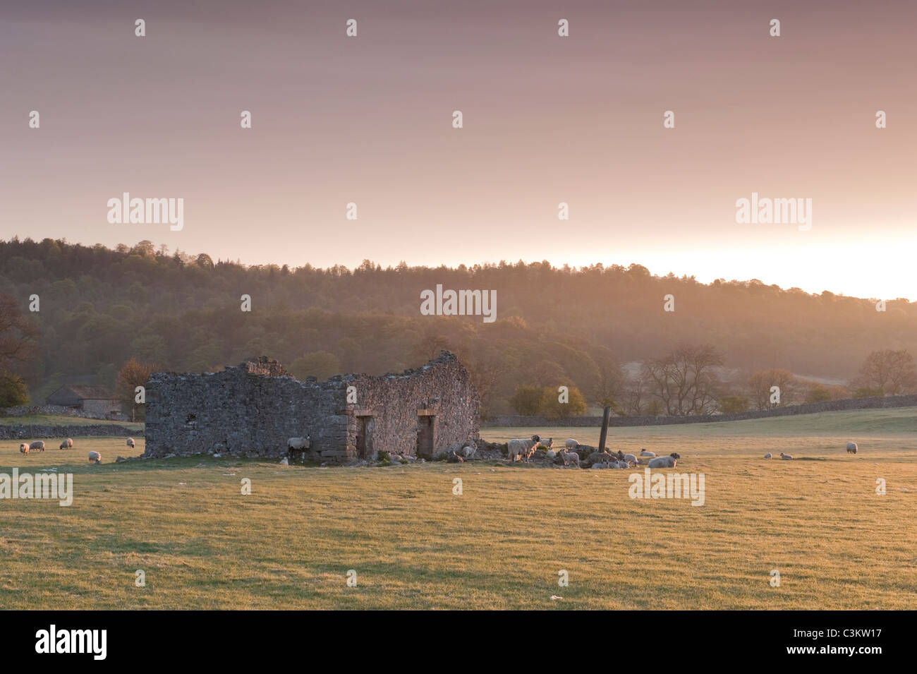 Crumbling rustic old barn ruin in sheep field in early morning sunlight ...