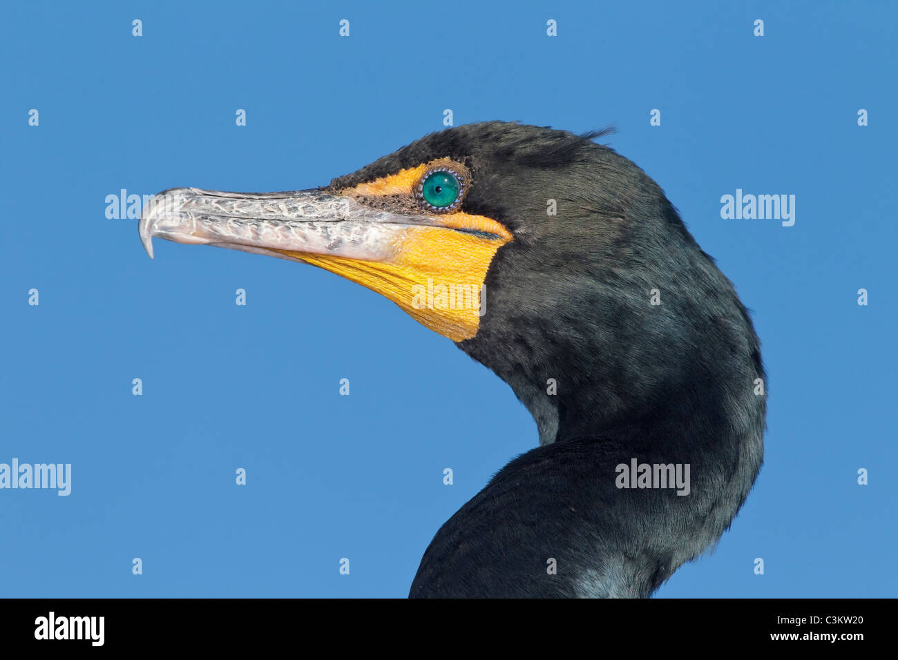 Cormorant face hi-res stock photography and images - Alamy