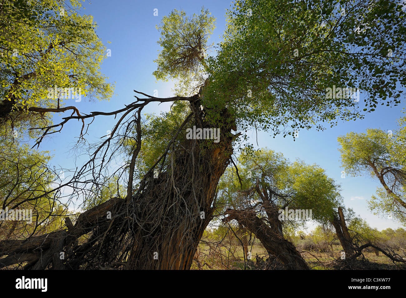 Poplar tree hi-res stock photography and images - Alamy