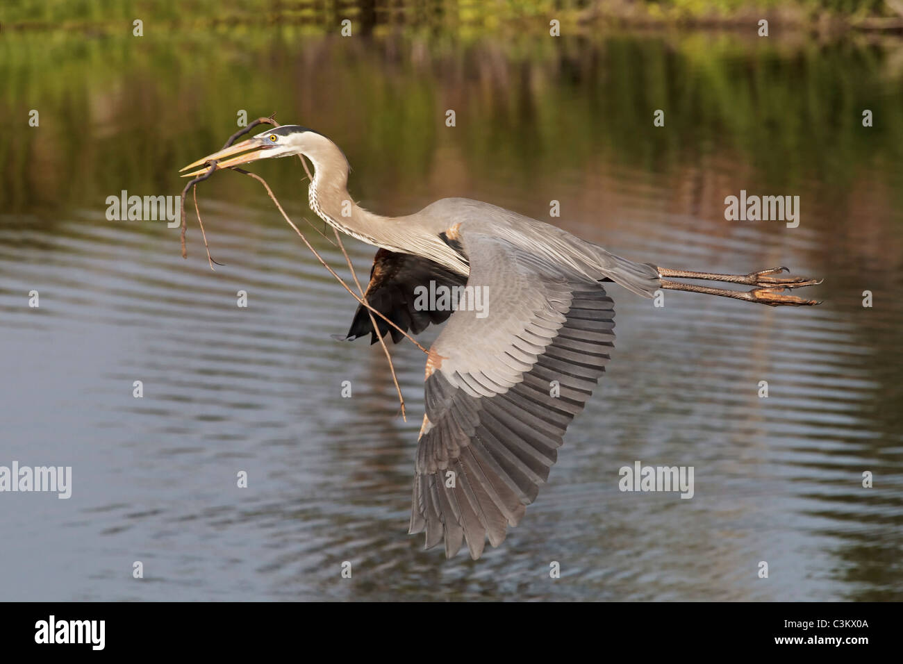 An adult Great Blue Heron flying low across a lake with nesting ...
