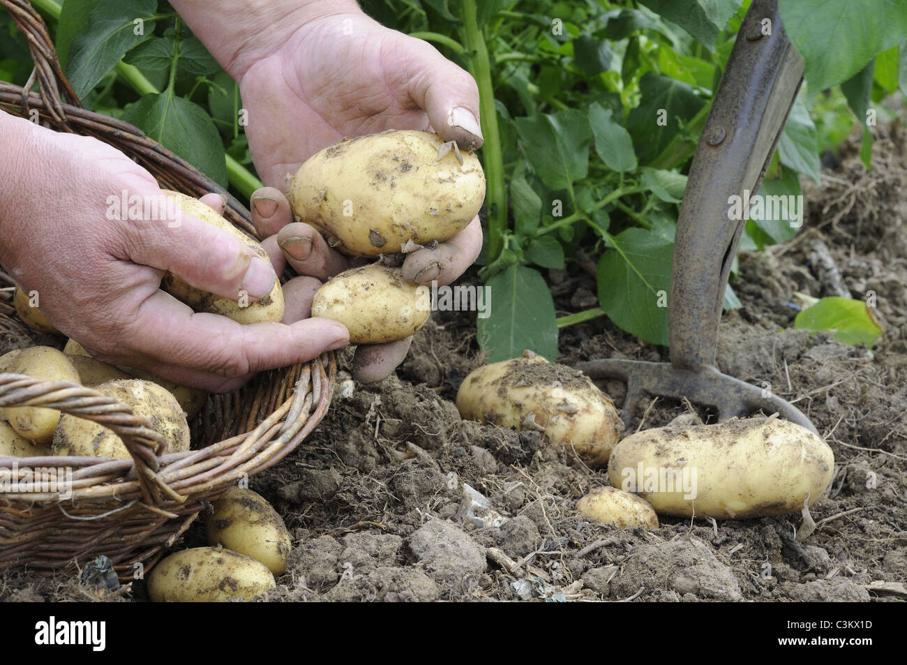 Freshly dug early potatoes on allotment Stock Photo - Alamy