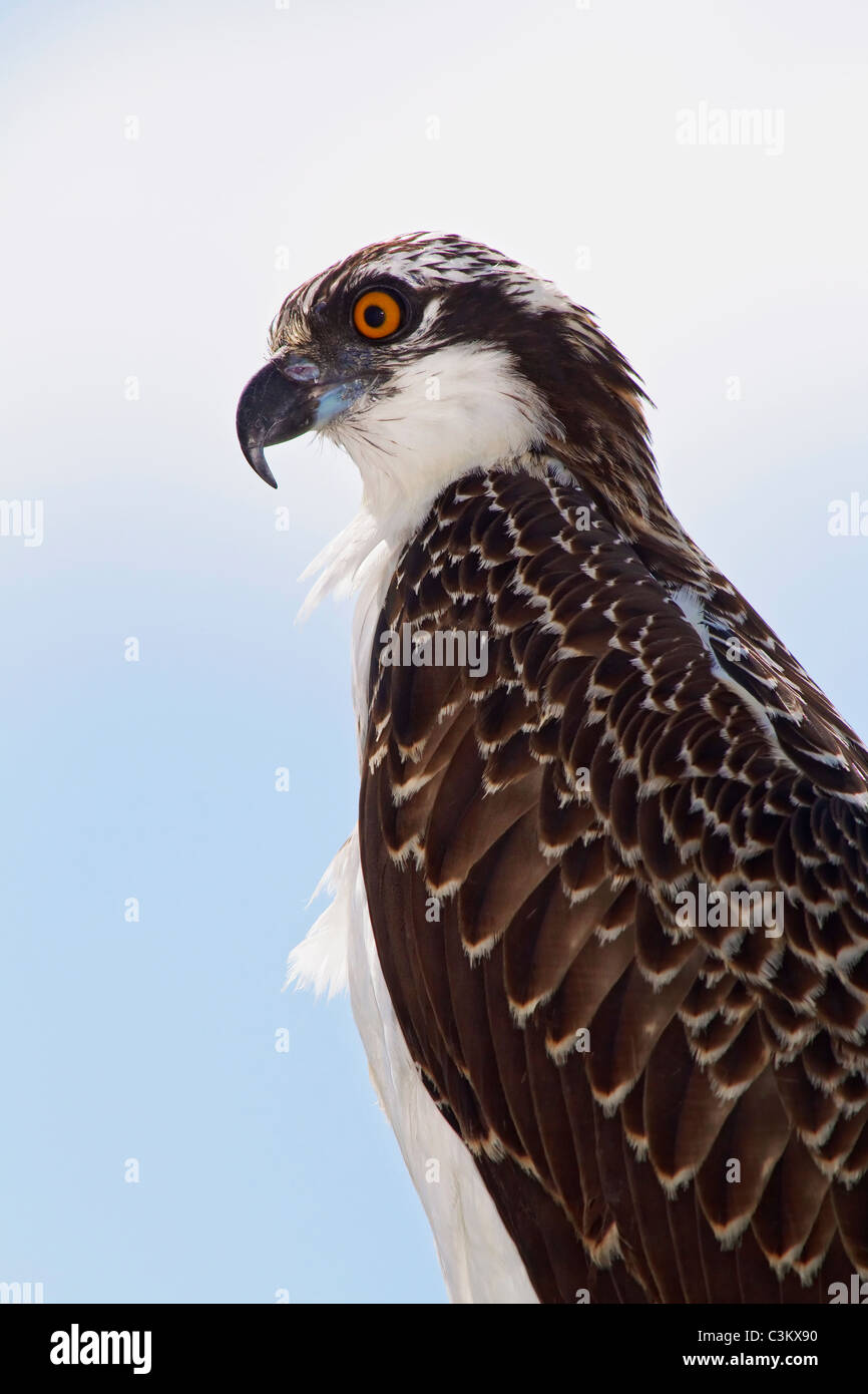 Osprey eye hi-res stock photography and images - Alamy
