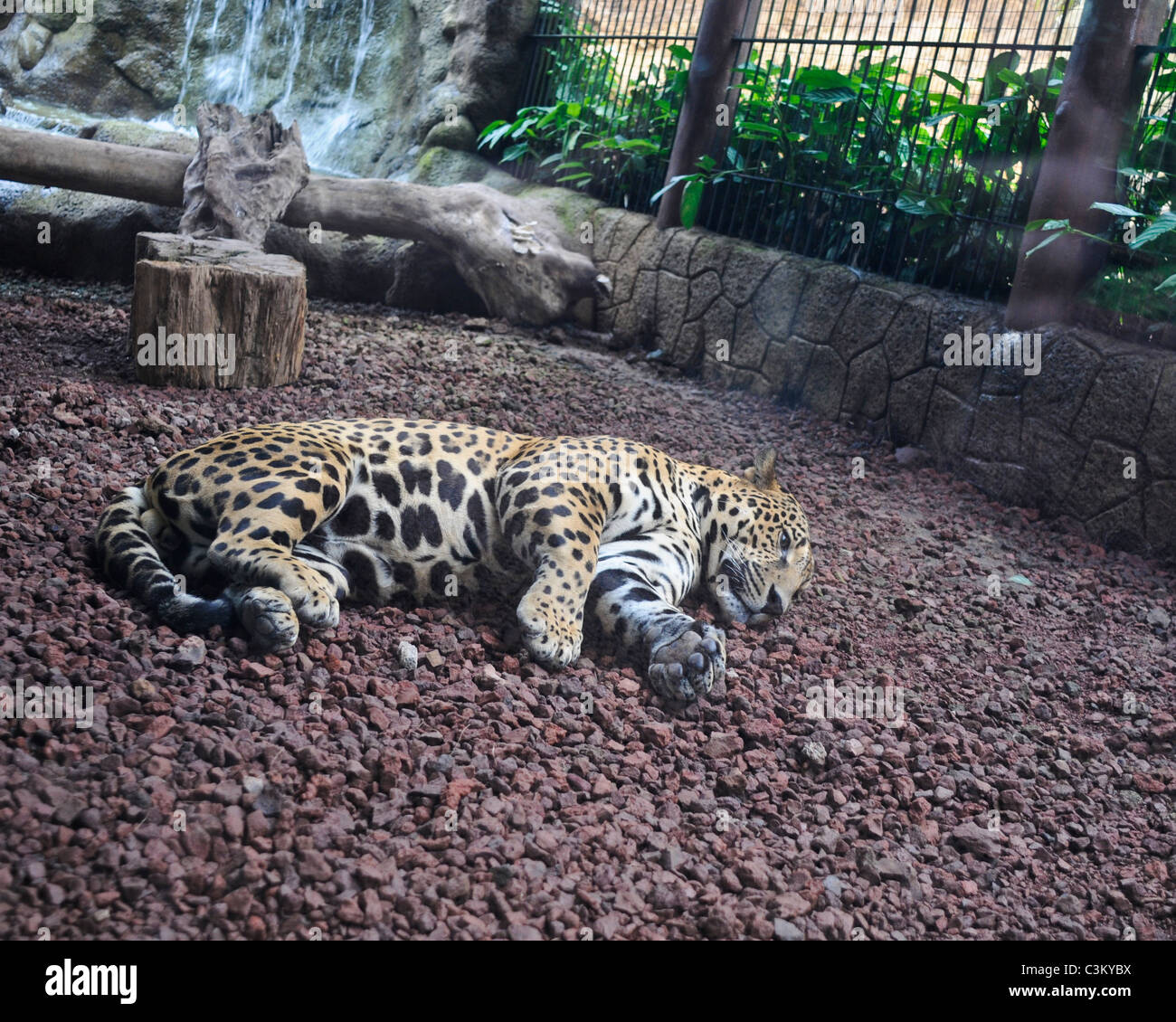 Jaguar napping in a nature reserve Stock Photo - Alamy
