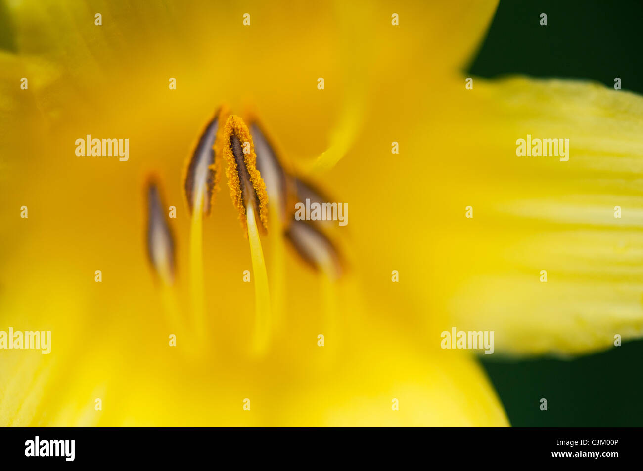 Protruding stamen hi-res stock photography and images - Alamy