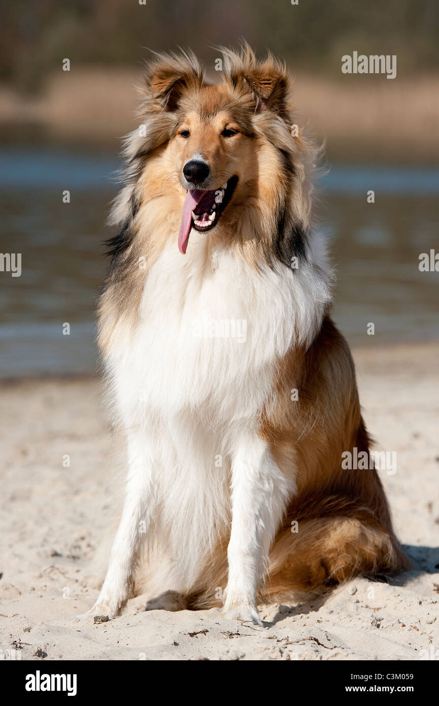 Scotch Collie is sitting on the beach near the lake Stock Photo - Alamy