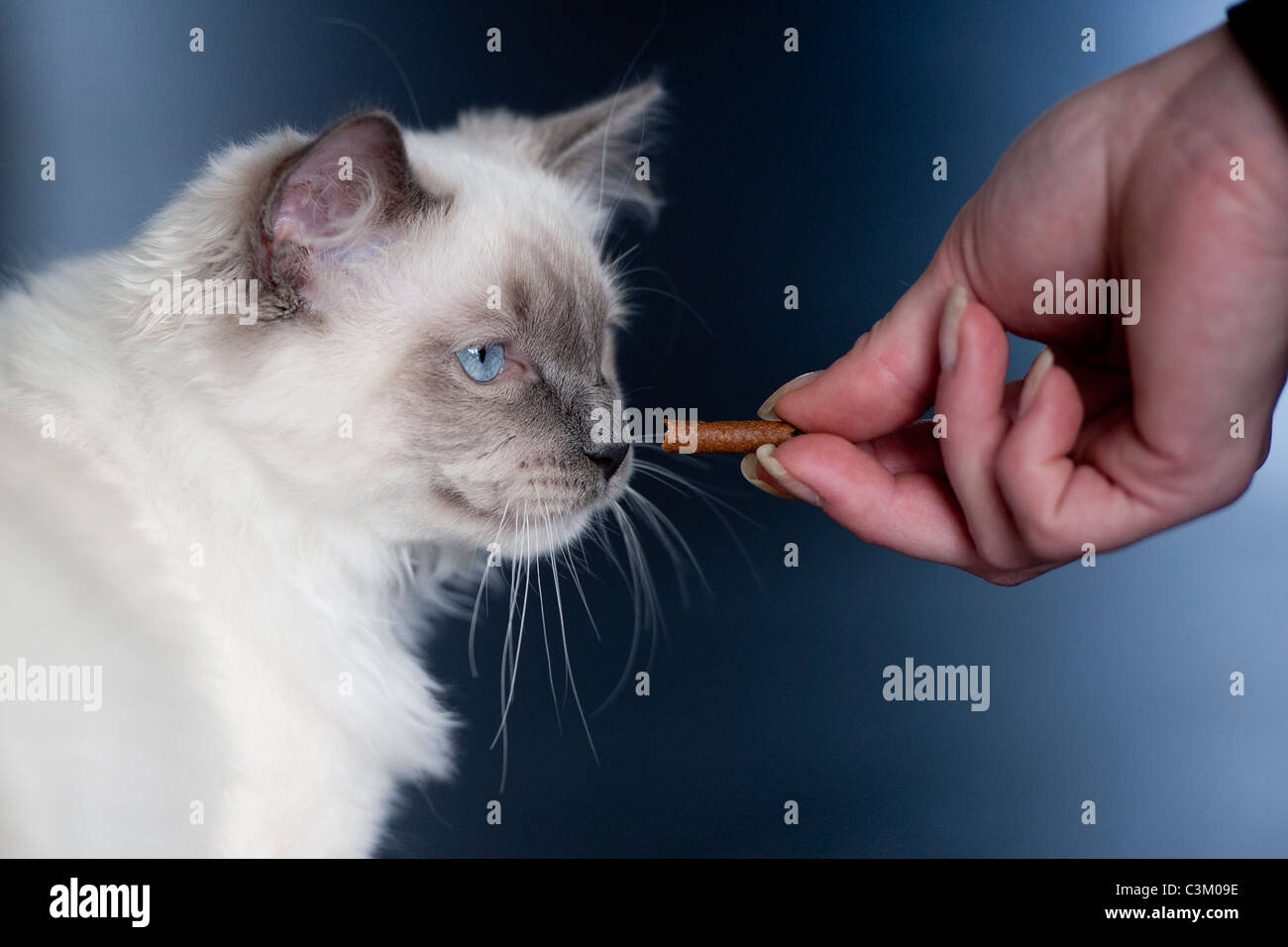 Candy cat hi-res stock photography and images - Alamy