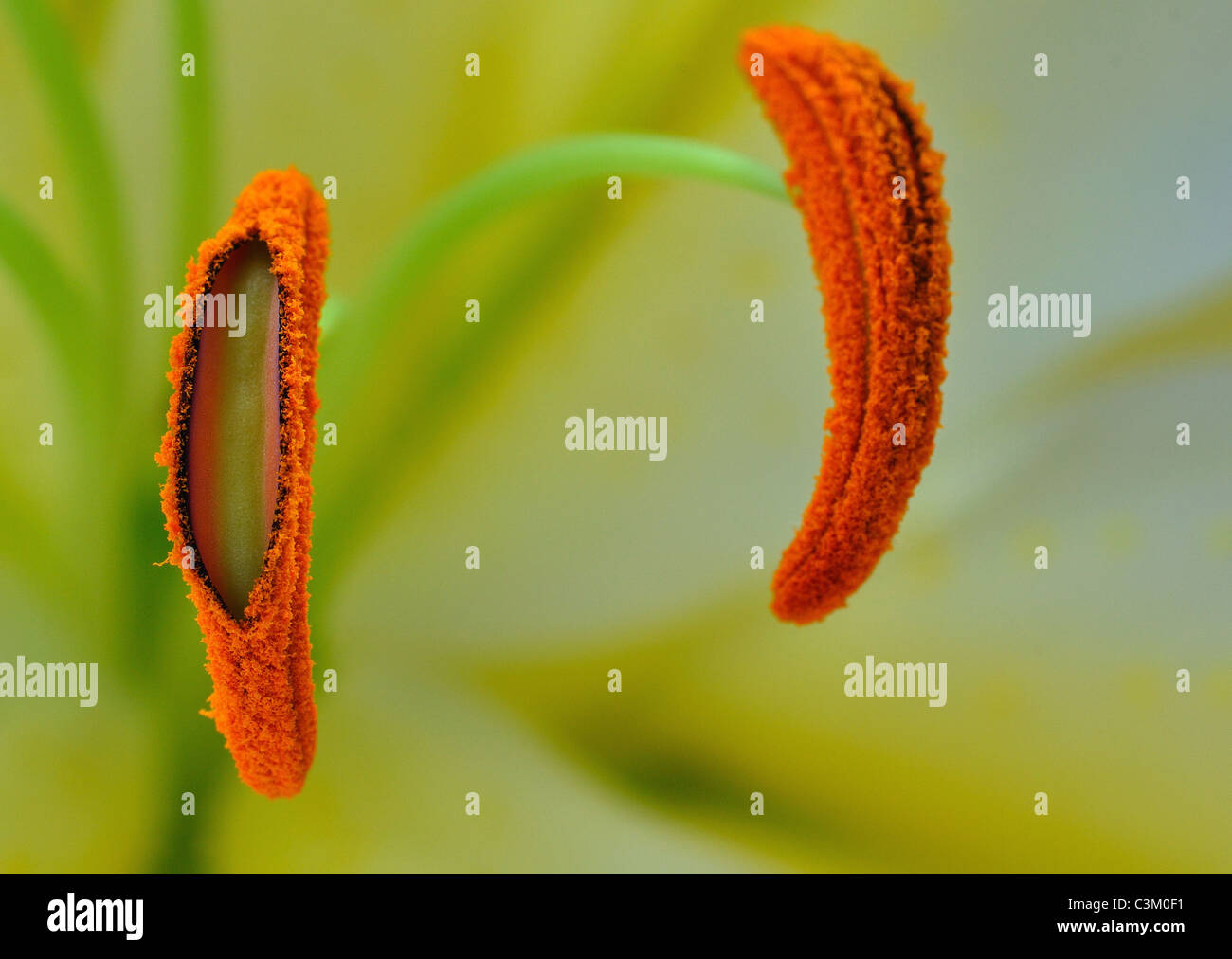 Stamens and Filaments of a Lily flower Stock Photo - Alamy