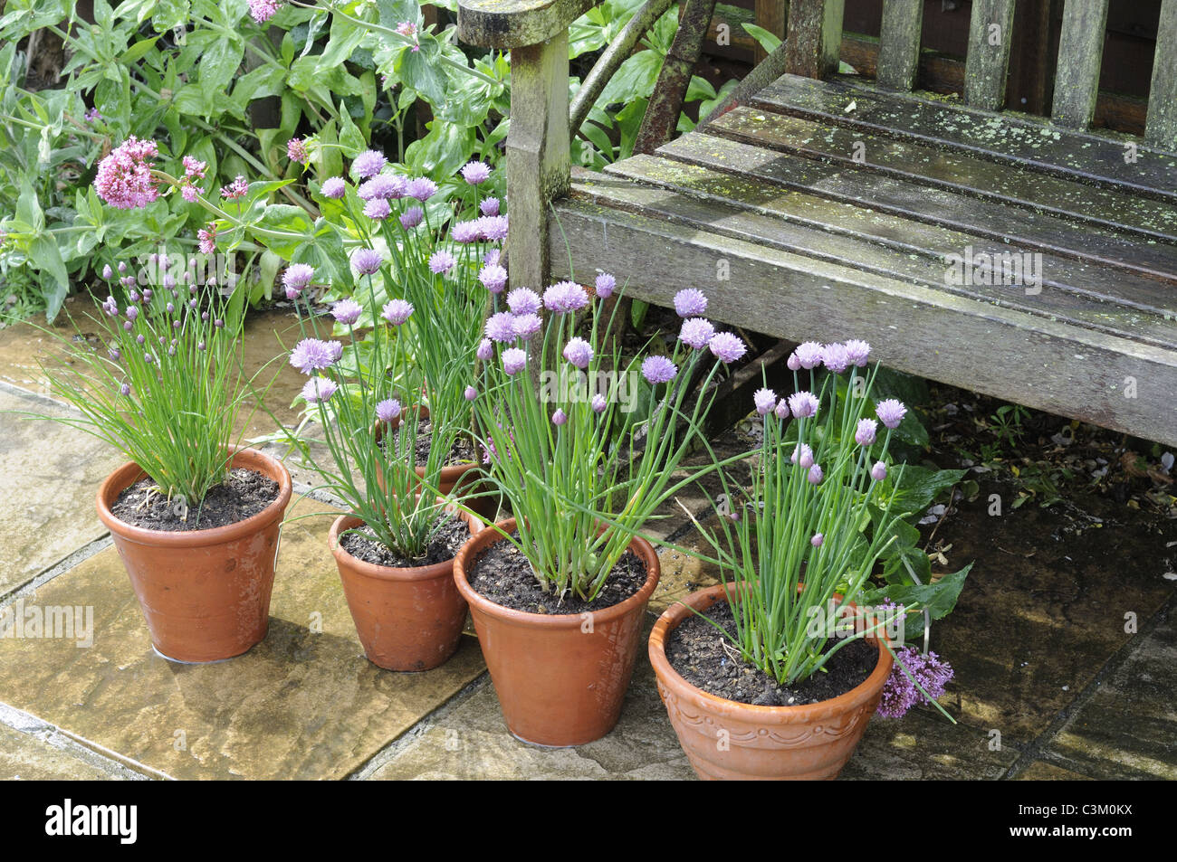 Garden still life, Garden chives, in terracotta pots placed around ...