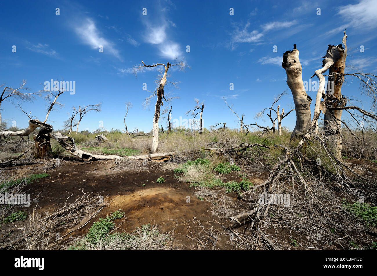 Landscape with burned poplar trees in Kazakhstan river forest Stock ...
